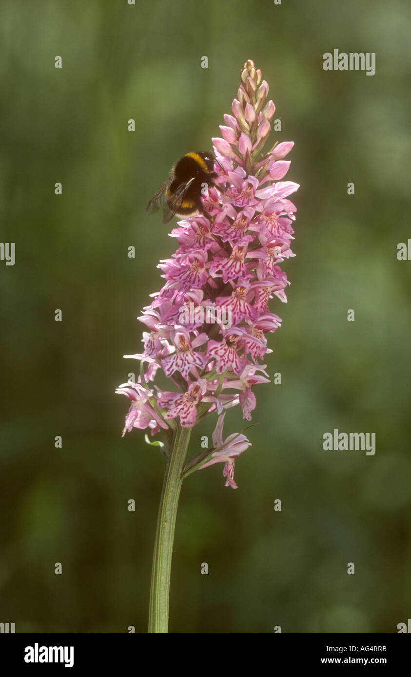 Common Spotted Orchid Dactylorhiza fuchii close-up of flower spike with ...