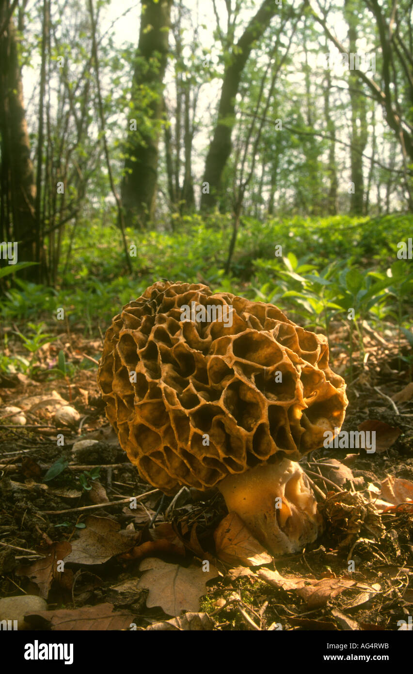Common Morel Morcella esculenta fruiting body in spring woodland ...