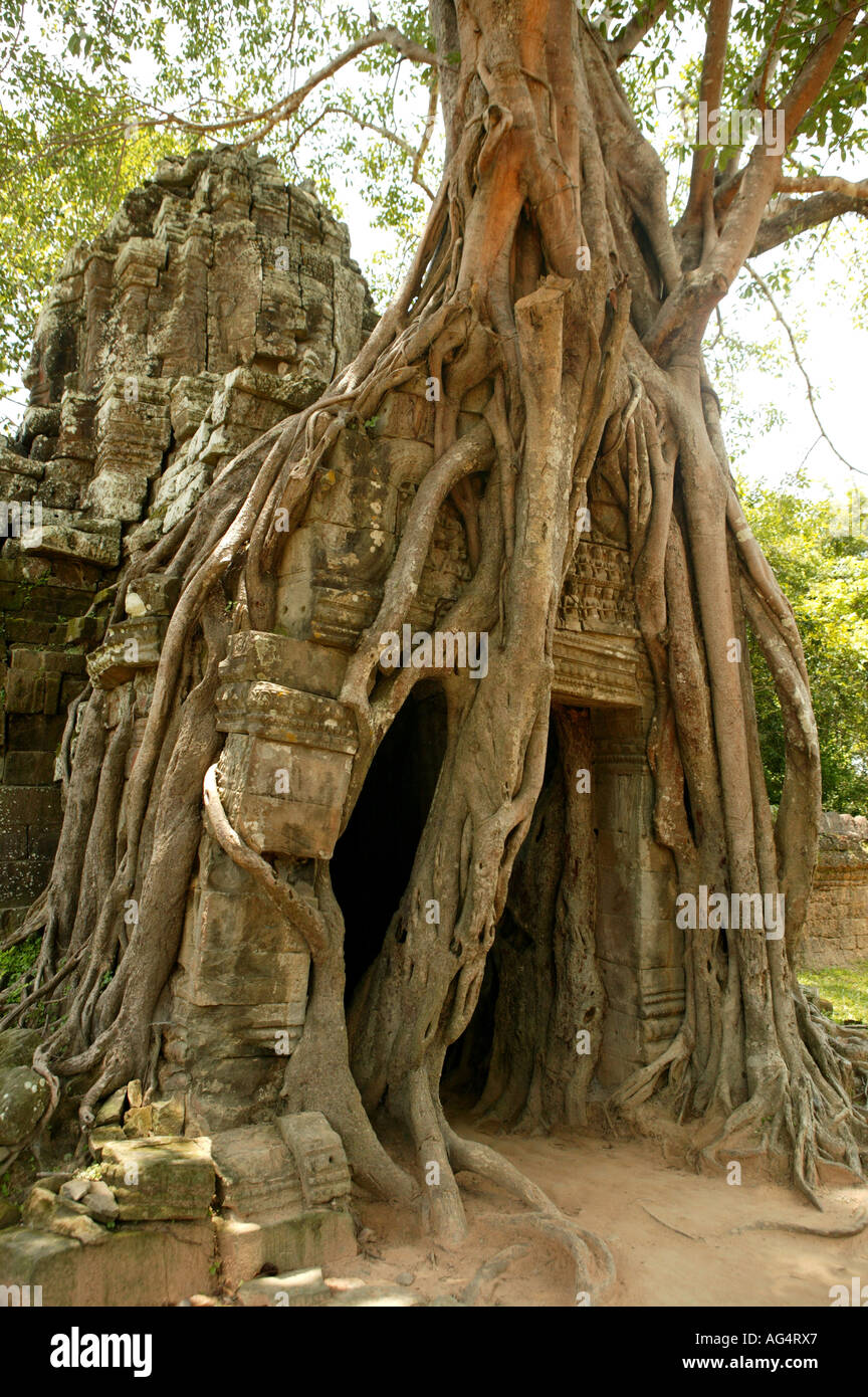 Camboya, Cambodia, nature, temple, religion, tree, scuplture ...