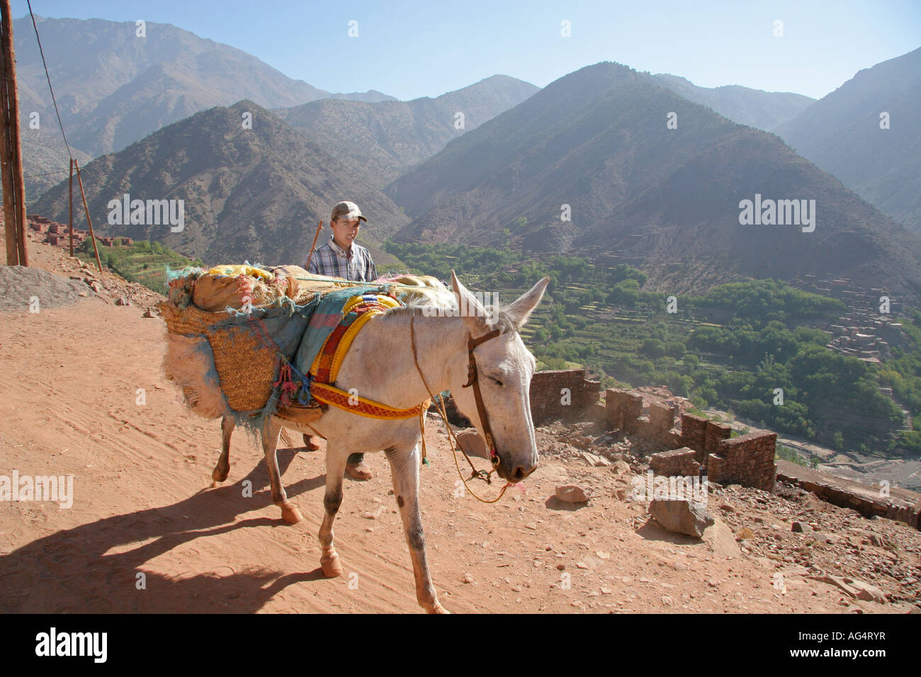 Berber boy with mule Tazaghart Plateau, Atlas Mountains, Morocco Stock ...