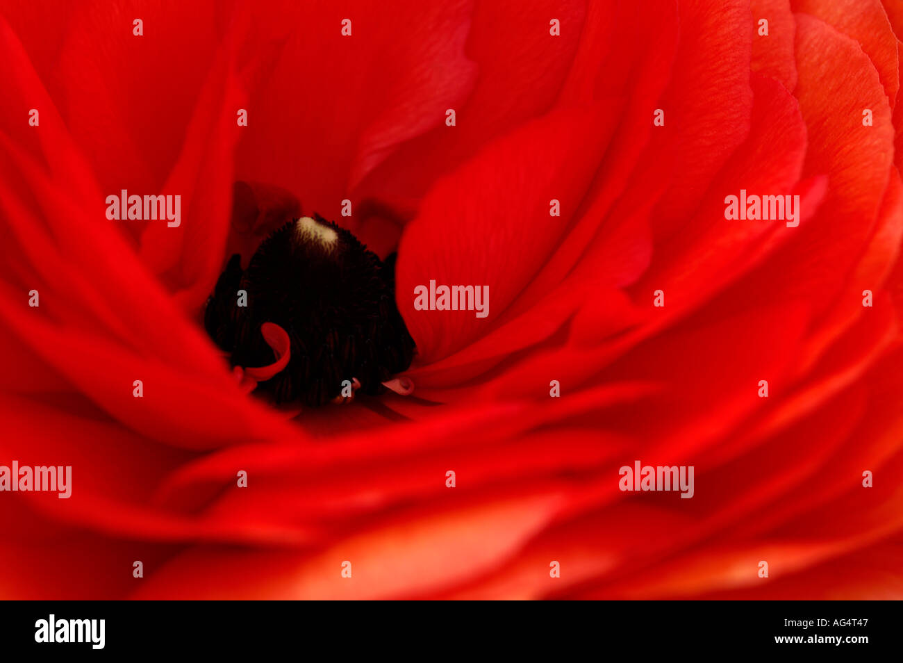 Ranunculus Bloomingdale Persian buttercup flower Stock Photo - Alamy