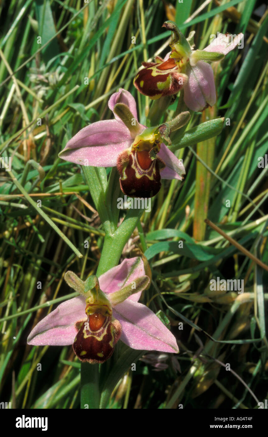 Deep pink orchids hi-res stock photography and images - Alamy
