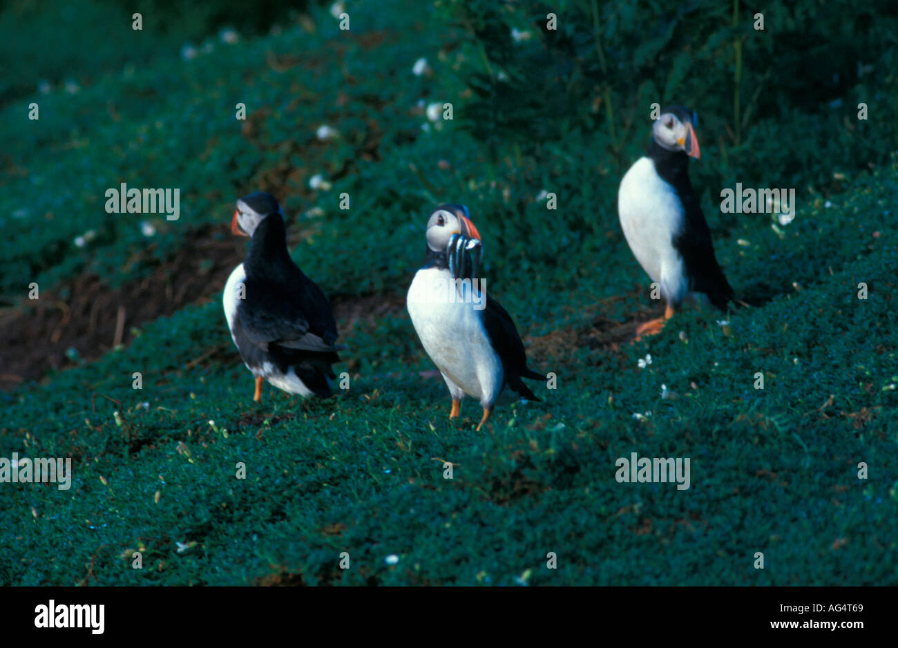 Puffins during breeding season Stock Photo - Alamy