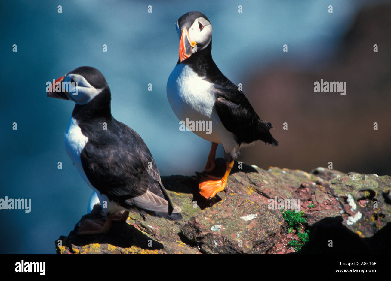 Puffins during breeding season Stock Photo - Alamy