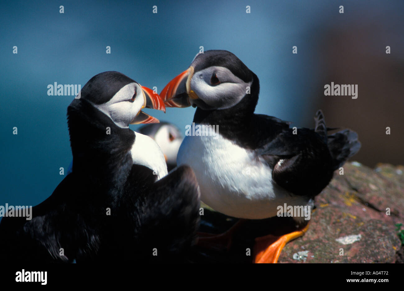 Puffins during breeding season Stock Photo - Alamy