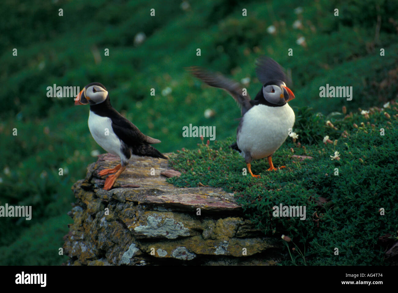 Puffins legs hi-res stock photography and images - Alamy