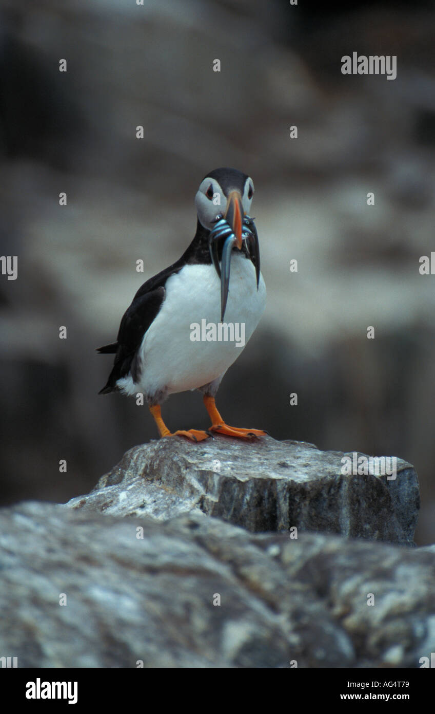 Puffins legs hi-res stock photography and images - Alamy