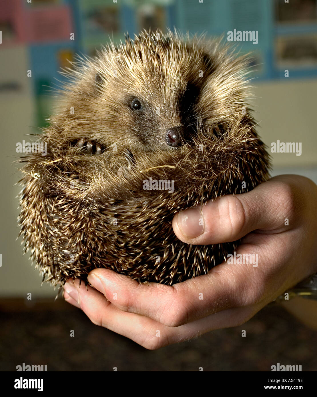 Adult hedgehog held in a hand Stock Photo - Alamy