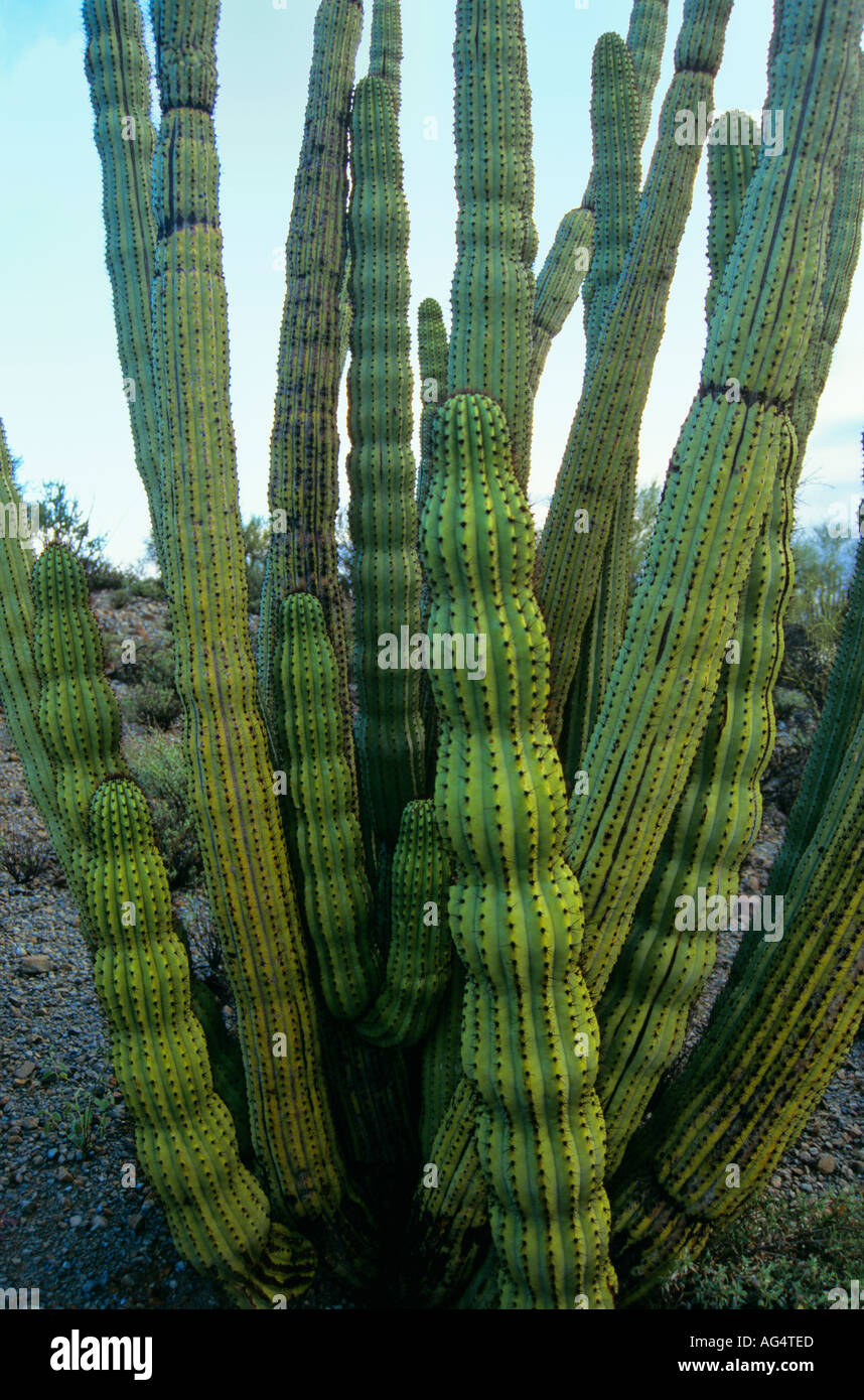 Knobby cactus hi-res stock photography and images - Alamy