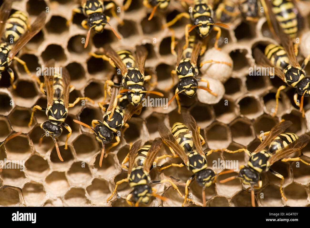 Adult yellow jacket wasps and larvae on a large nest Spain Stock Photo ...