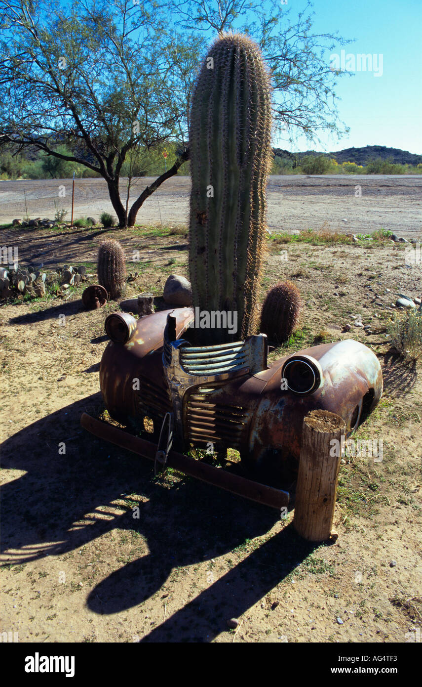 Phallic cactus hi-res stock photography and images - Alamy