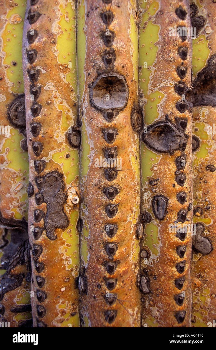Rich patterns of growth and death in a Sonora Cactus Stock Photo - Alamy