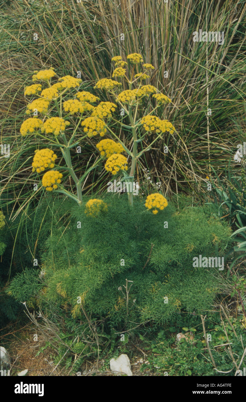 Giant fennel "Ferula communis Stock Photo - Alamy