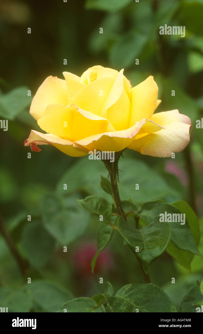 Yellow garden rose Stock Photo - Alamy