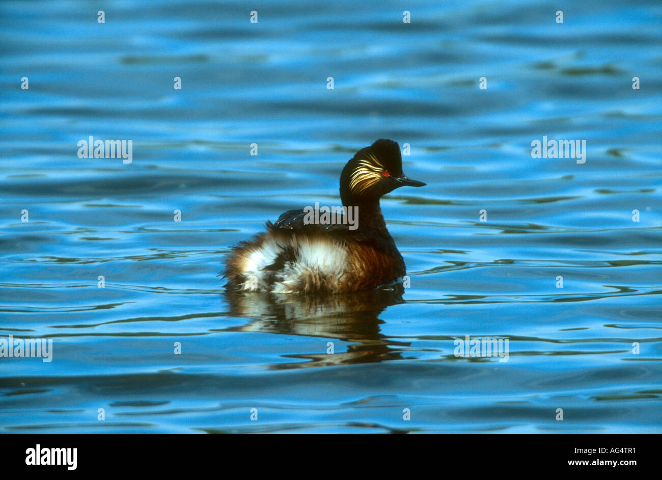 Fauna aviafauna bird waterbird grebe colourful red eye hi-res stock ...