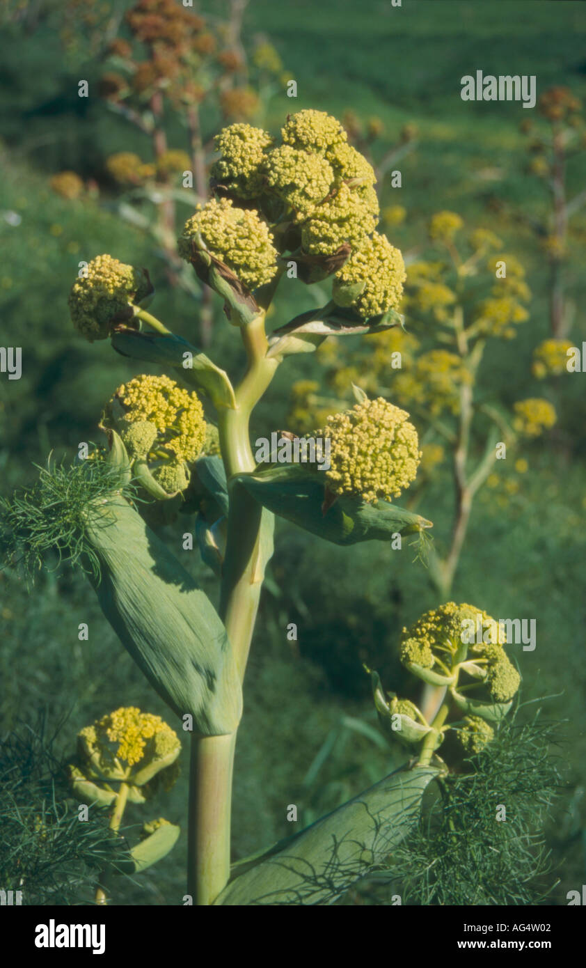 Giant fennel "Ferula communis" plant detail Stock Photo - Alamy