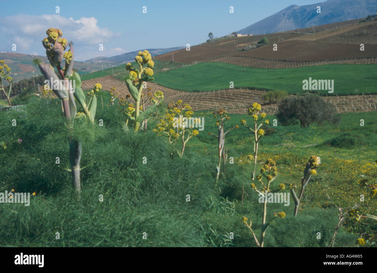Giant Fennel [Ferula communis] Stock Photo - Alamy