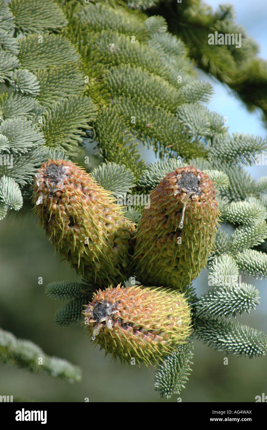 Cone sap hi-res stock photography and images - Alamy