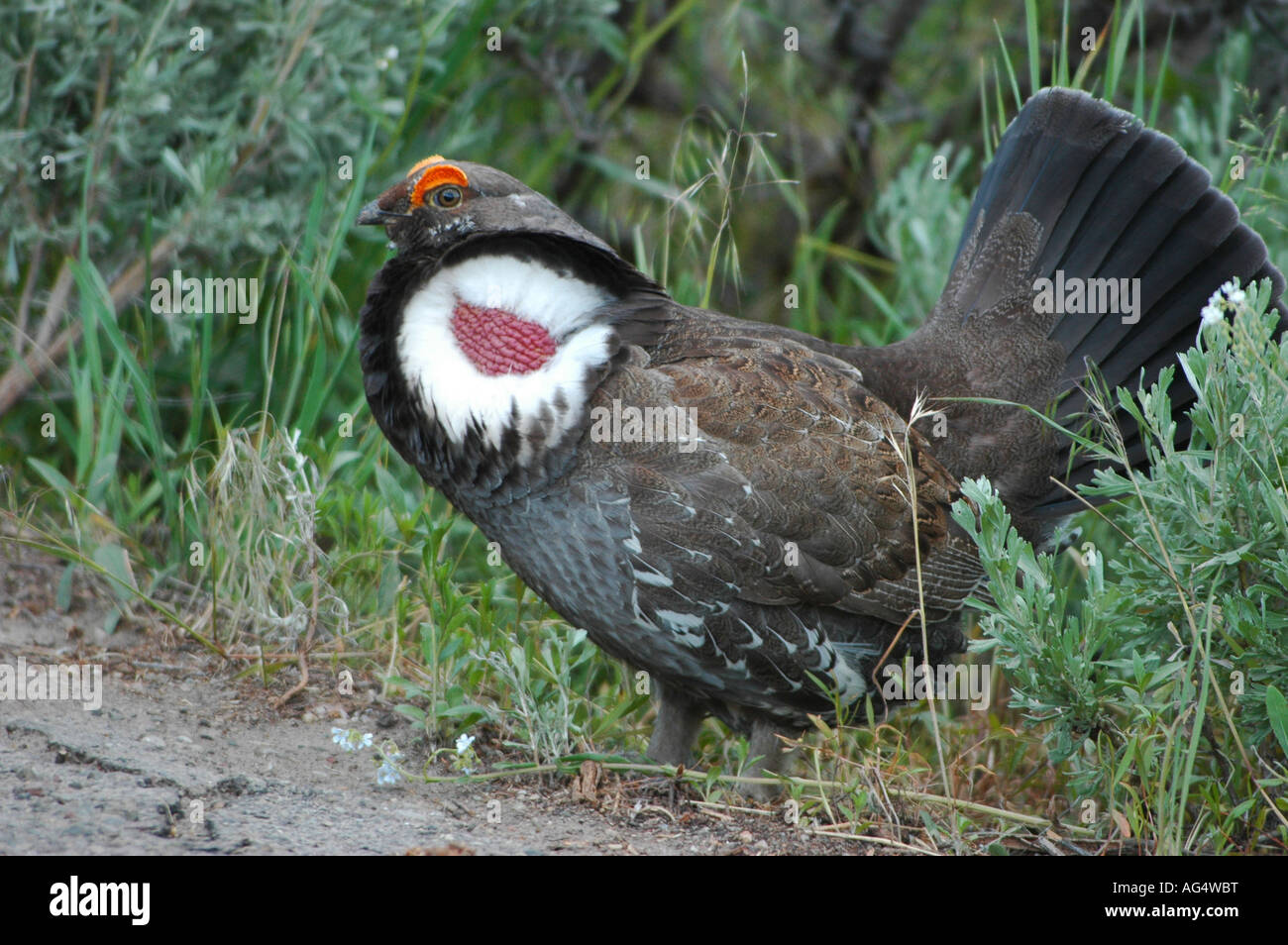 Blue grouse strut hi-res stock photography and images - Alamy