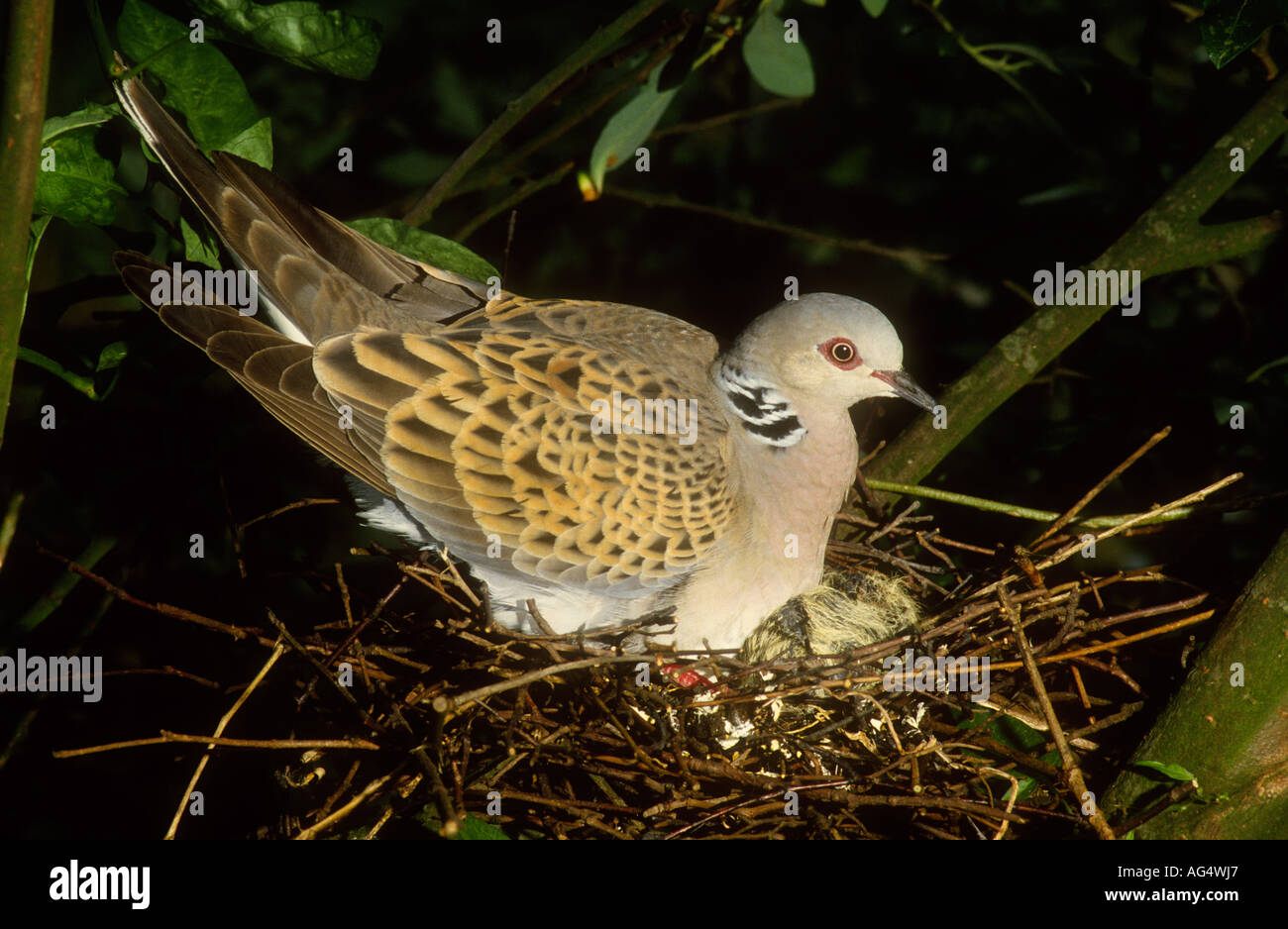European Turtle Dove Streptopelia turturadult at nest brooding chicks ...