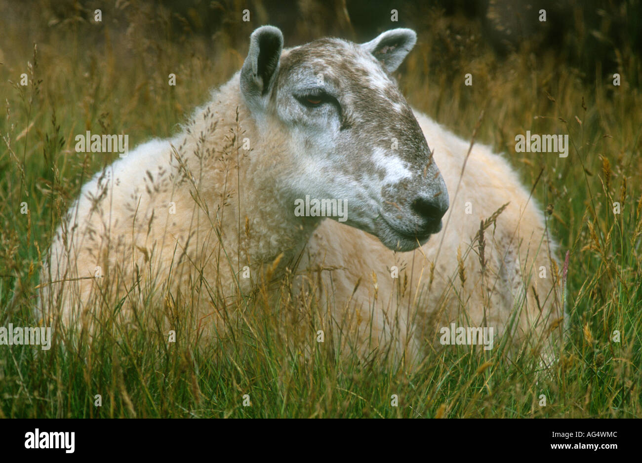 Sheep laid down in long grass chewing its cud, St Abbs Head, Borders ...