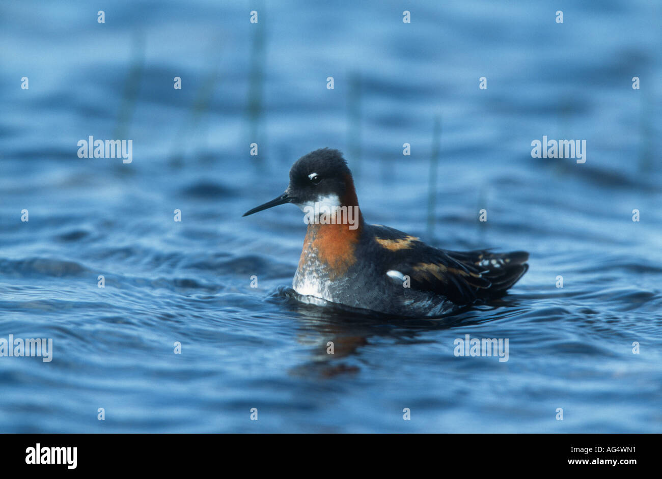 Red Necked Phalarope Female Breeding Plumage High Resolution Stock ...