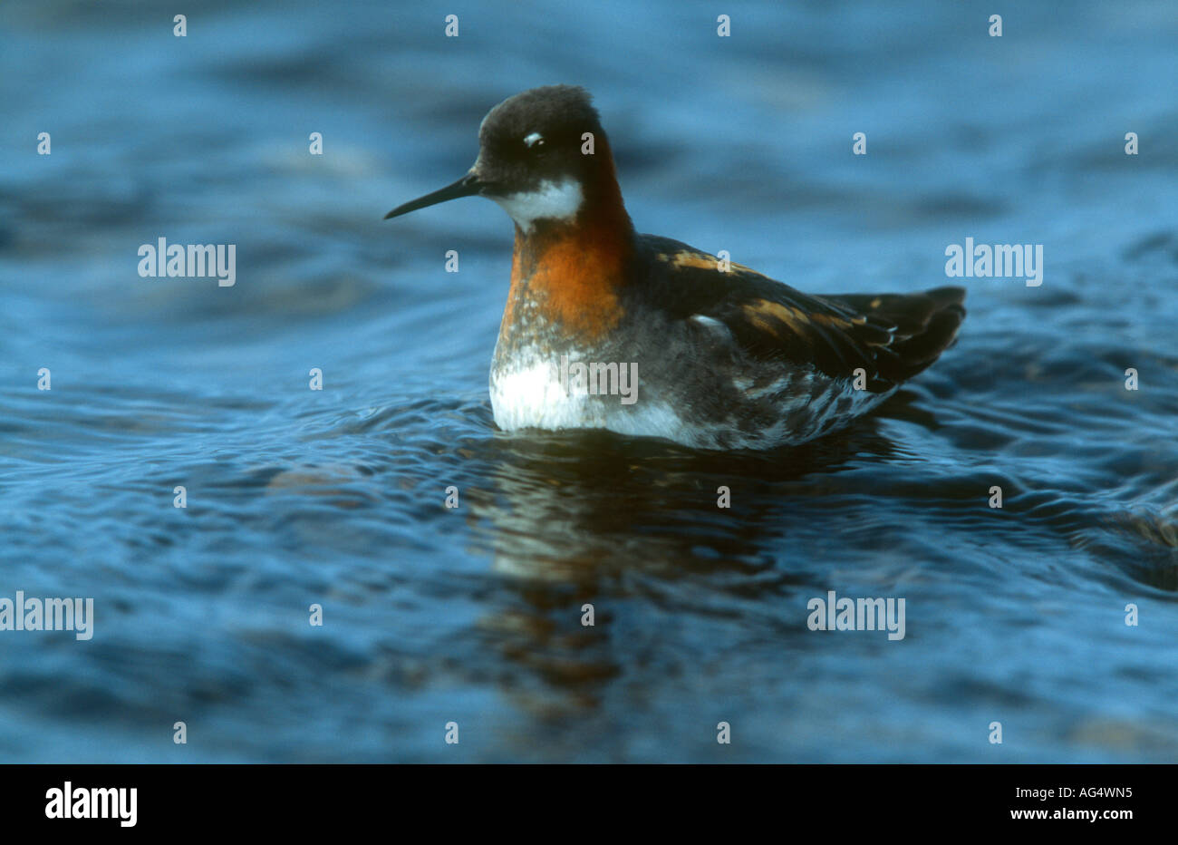 Red-necked Phalarope Phalaropud lobatus adult female in breeding ...