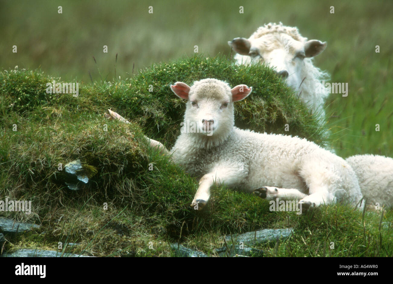Sheep ewe and lamb laid down, Shetland Isles, Scotland Stock Photo - Alamy Sheep ewe and lamb laid down, Shetland Isles, Scotland Stock Photo - Alamy