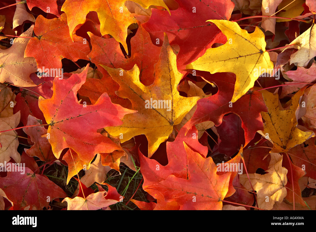 Including oak hi-res stock photography and images - Alamy