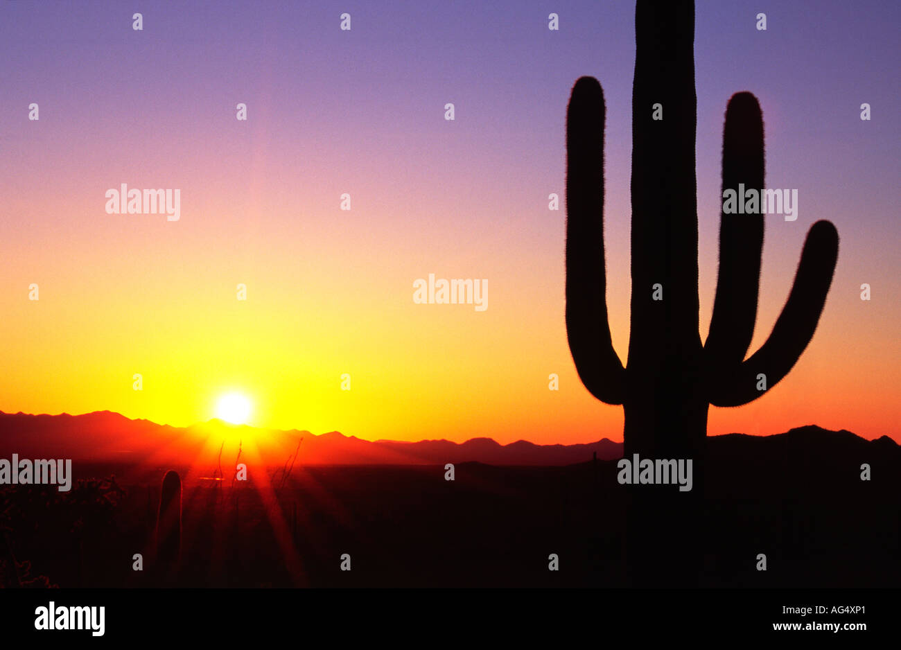 Saguaro cactus sunset Stock Photo - Alamy