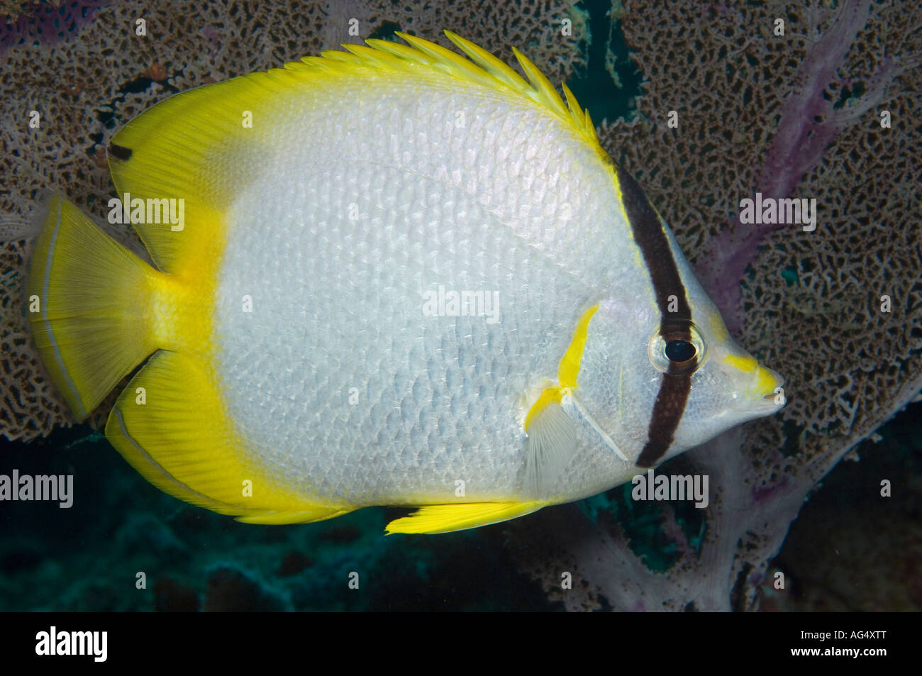 Spotfin Butterflyfish (Chaetodon ocellatus) photographed in Palm Beach ...
