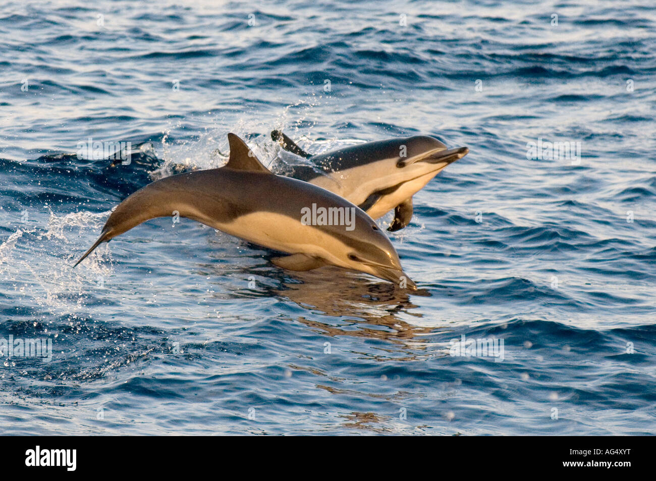 Common dolphins (Delphinus delphis) photographed in Baja California ...