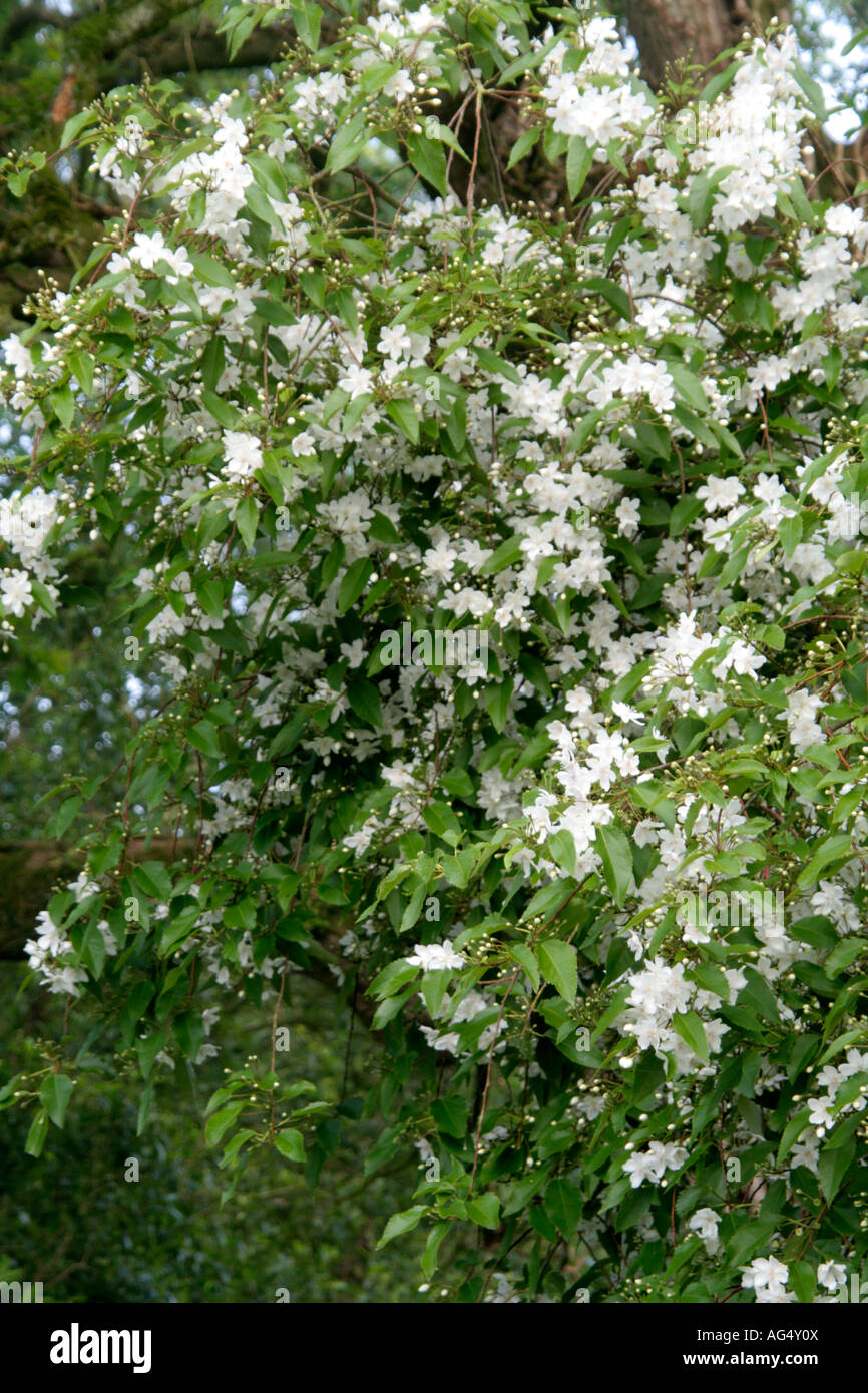 Hoheria hi-res stock photography and images - Alamy