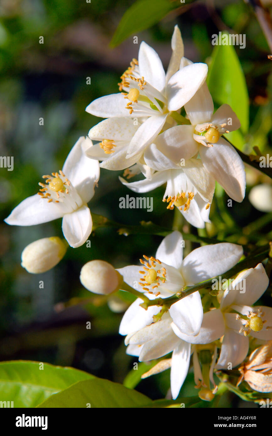 Morocco orange lemon trees hi-res stock photography and images - Alamy