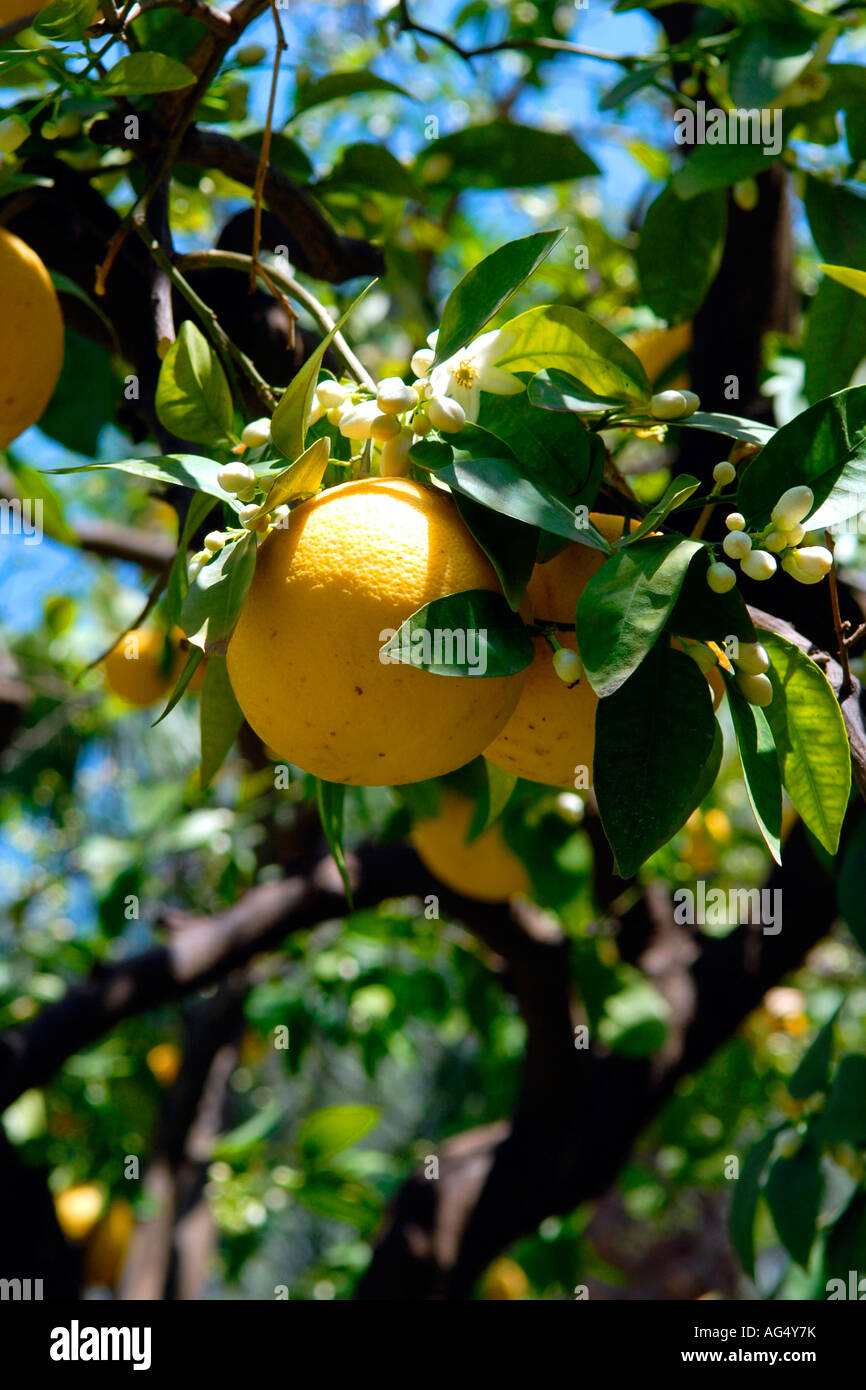 Morocco orange lemon trees hi-res stock photography and images - Alamy
