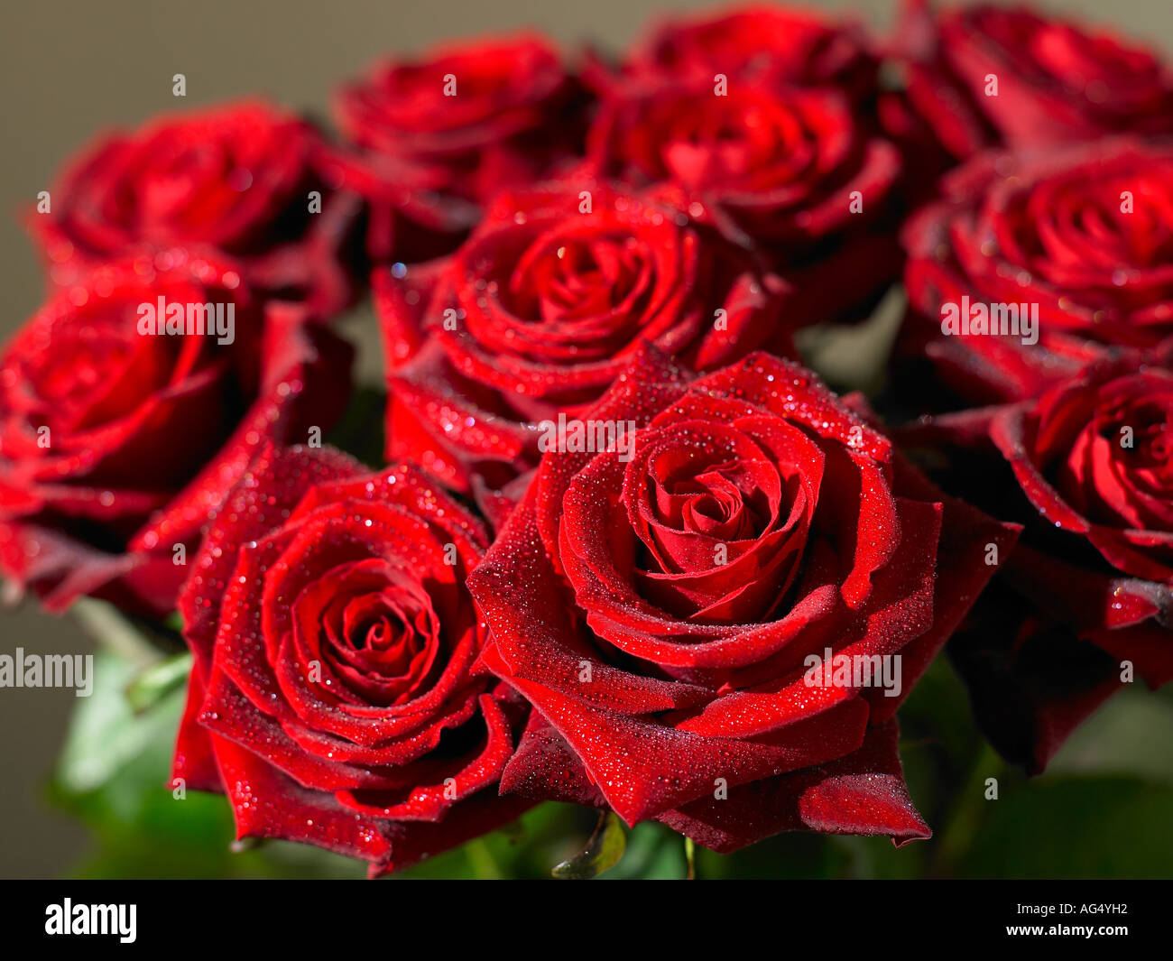 Perfumed english red rose hi-res stock photography and images - Alamy