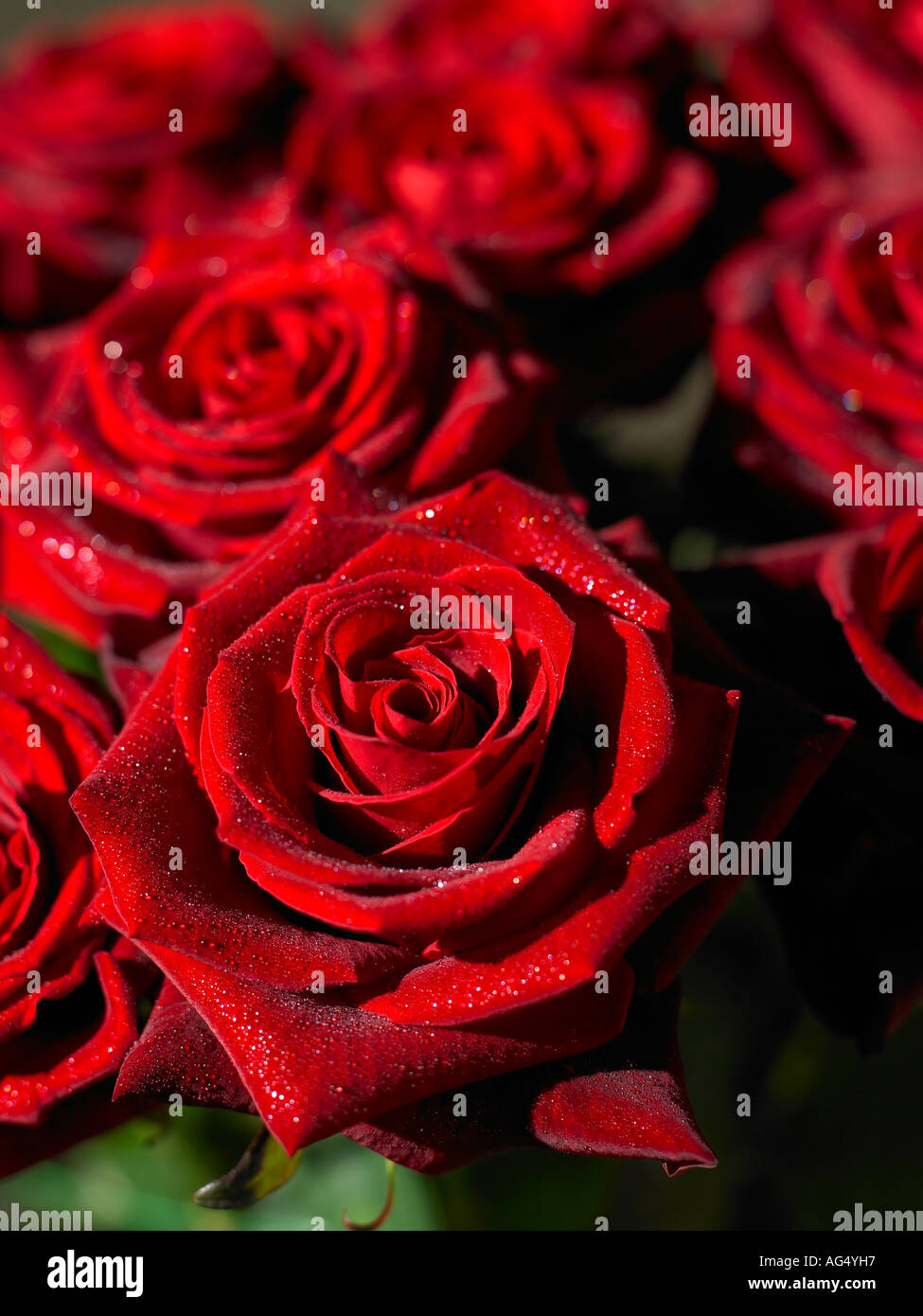 Perfumed english red rose hi-res stock photography and images - Alamy