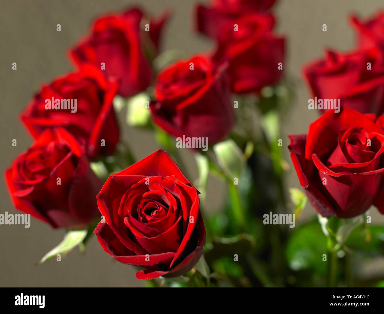 Perfumed english red rose hi-res stock photography and images - Alamy