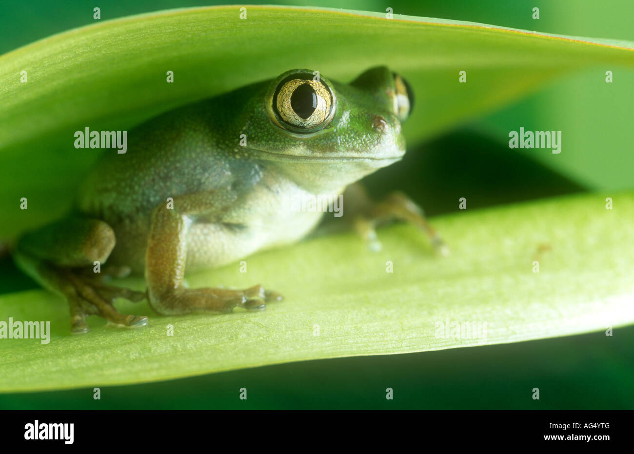 Giant forest tree frog hi-res stock photography and images - Alamy