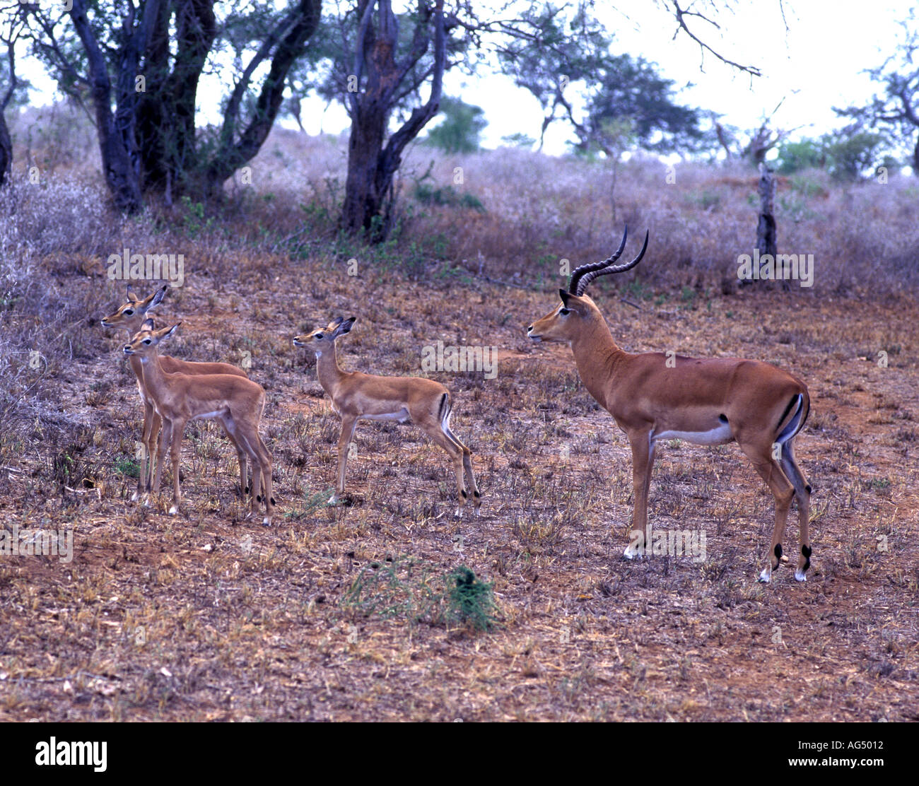 Grants gazelle buck hi-res stock photography and images - Alamy