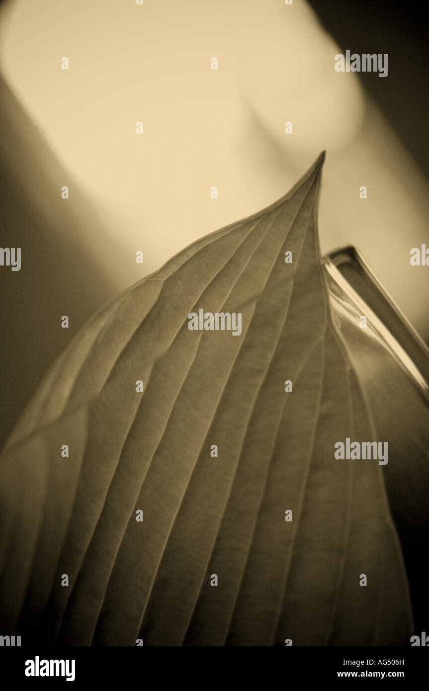 Close-up of leaf in vase Stock Photo - Alamy