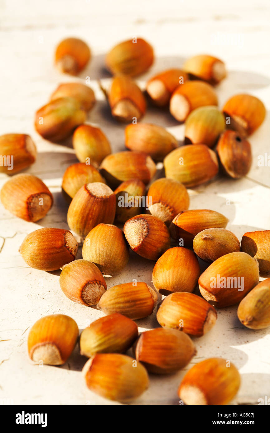 Hazelnut Hazel Nuts Corylus with shells husks laying on painted ...