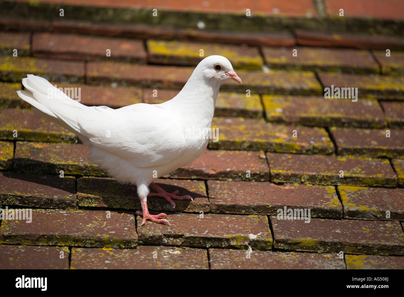 White dove on red tiled roof Stock Photo - Alamy