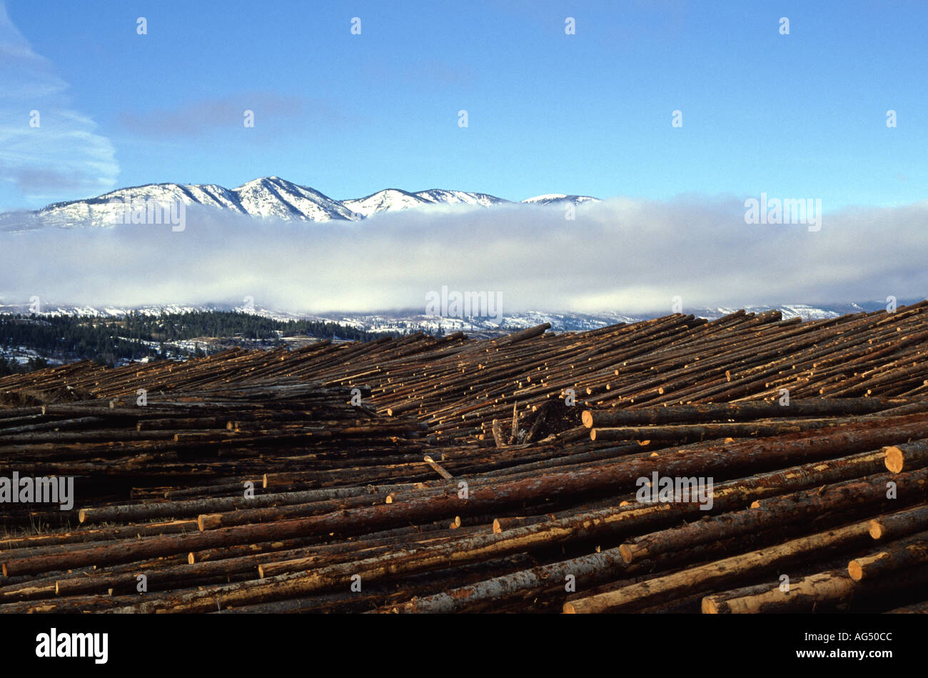 Alberta Canadian Timber Yard Stock Photo - Alamy