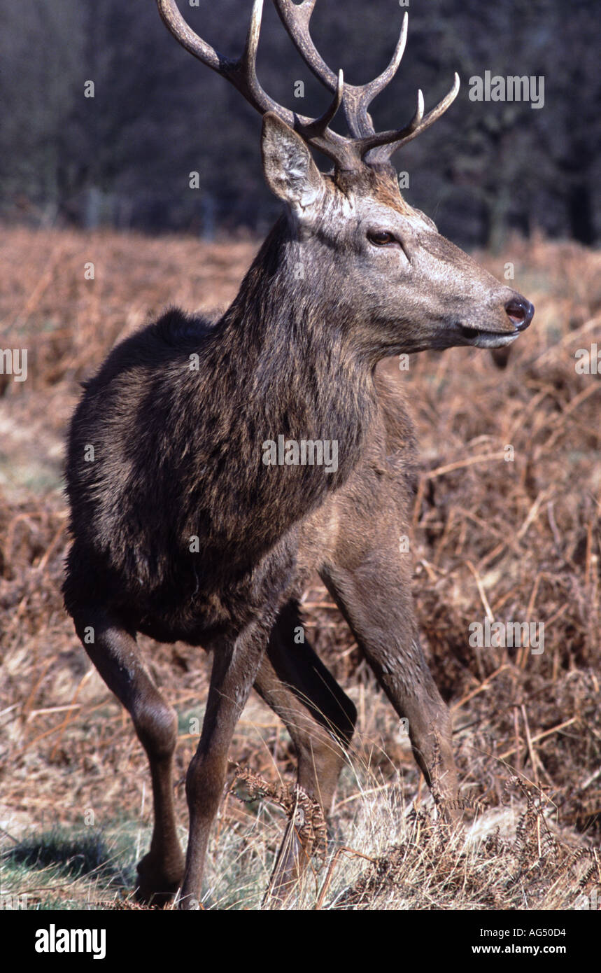 Stag charge hi-res stock photography and images - Alamy