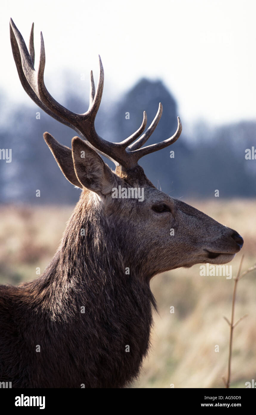 Stag charge hi-res stock photography and images - Alamy