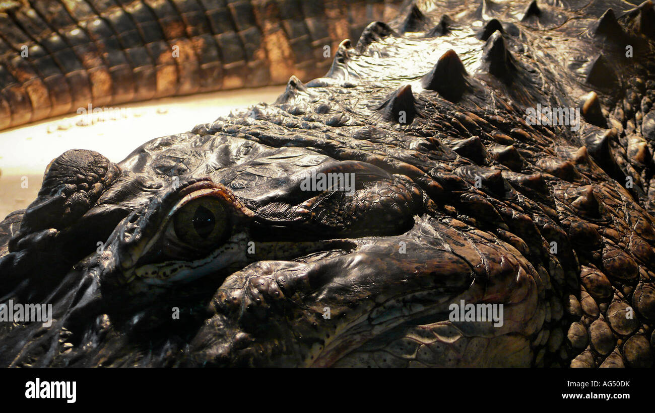 Prehistoric looking alligator hi-res stock photography and images - Alamy