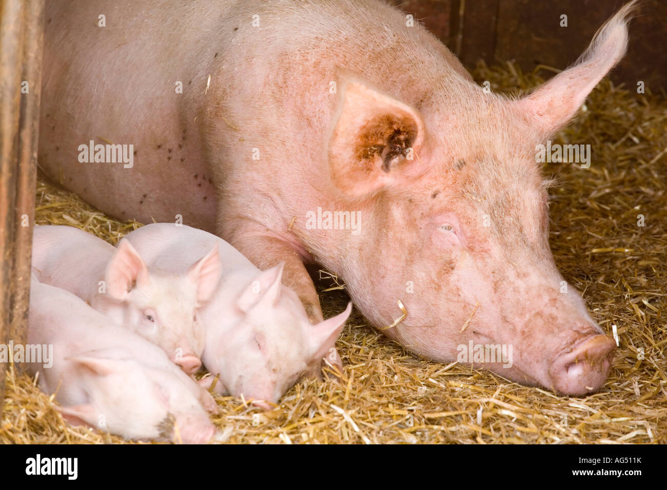Young piglets lying in straw hi-res stock photography and images - Alamy