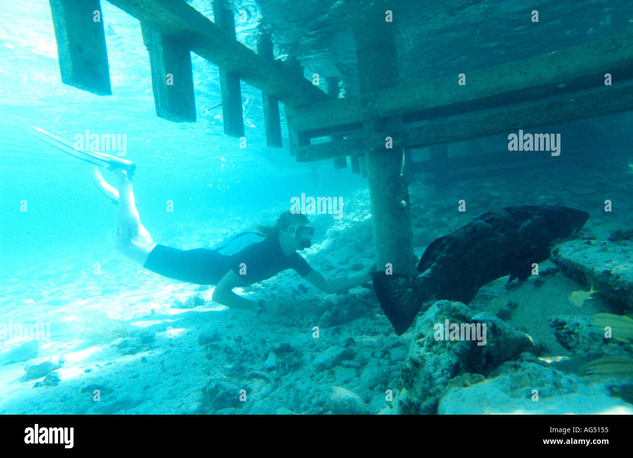 Grouper bahamas fish hi-res stock photography and images - Alamy