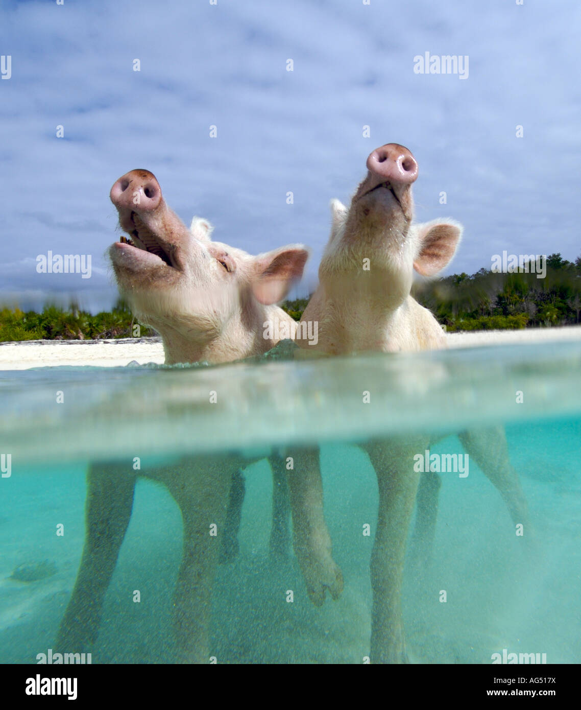 Pigs standing in tropical water along a beach in the Bahamas Stock ...